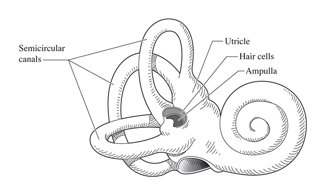 The Inner Ear Cochlea Is Where Transduction Takes Place Perceiving
