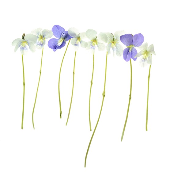 gail Rousseau Photography