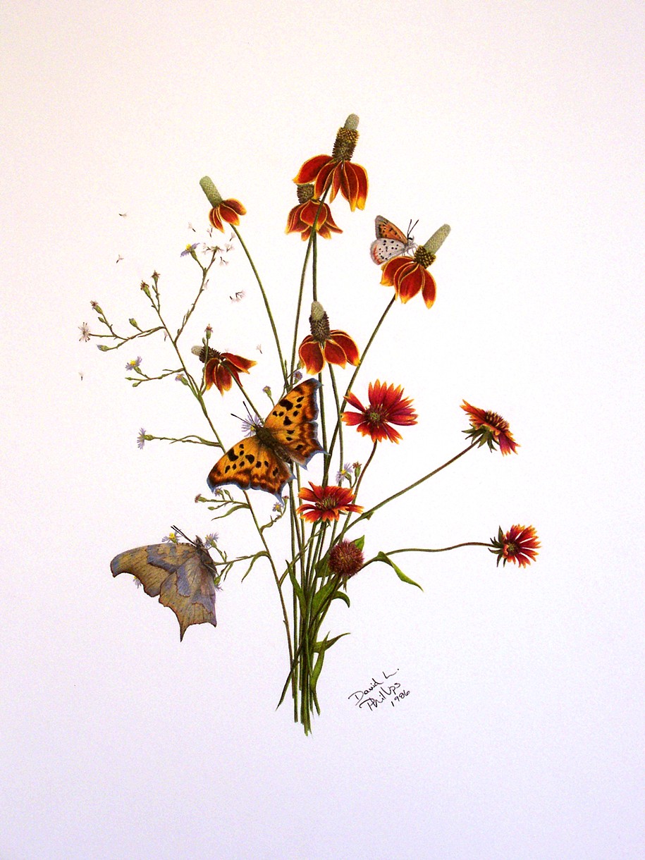 David Phillips Art