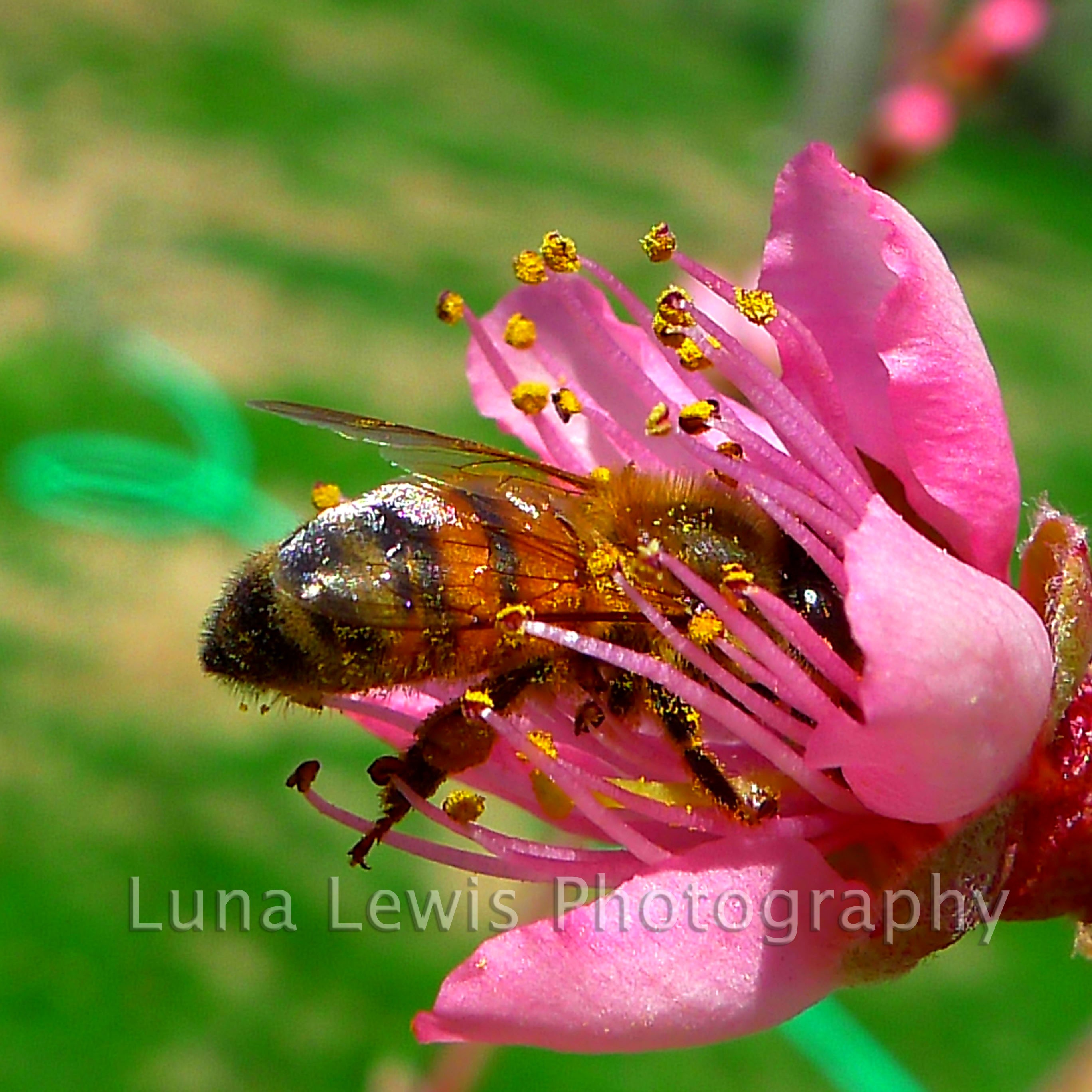 Luna Lewis Fine Art